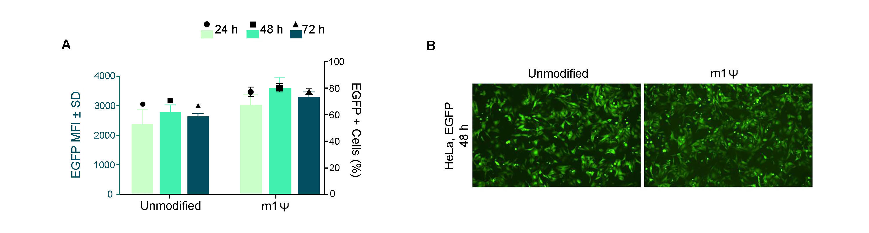 EGFP IVT mRNA | VectorBuilder